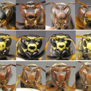 2 Schematic Of The Regions Of The Wasp Face Considered In This Study