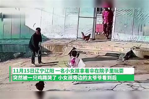 小女孩被鸡蹬哭，太爷爷扔铁锹护娃，爷爷查监控把“肇事鸡”炖了