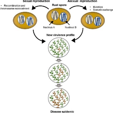 Review Evolution Of Virulence In Rust Fungi Multiple Solutions To One Problem COPB Plantae