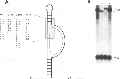 A Schematic Representation Of The RNA Secondary Structures Of The Download Scientific