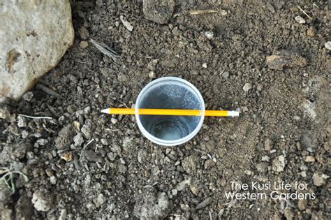 3 Ways To Get Rid Of Snails Western Garden Centers