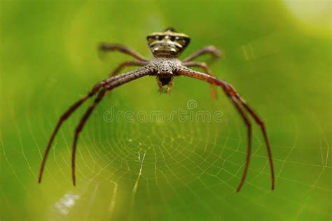 Small Hairy Burrowing Spider Plesiophrictus Sp Theraphosidae Silent