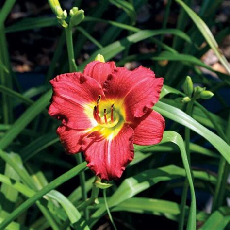 Ruby Stella Daylily Foothills Nurseries