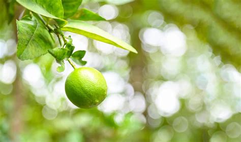 7 Reasons Why Lime Trees Grow Best In Full Sun Tree Journey