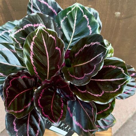 おしゃれ 観葉植物：カラテア ドッティ5号 プラポット 遊恵盆栽 Yahoo店 通販 Yahooショッピング