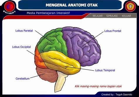 Mengenal Anatomi Tubuh Manusia Otak ~ Multimedia Pembelajaran