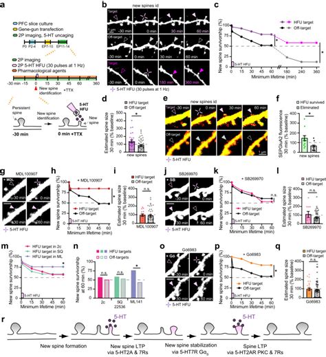 Serotonin Modulates Excitatory Synapse Maturation In The Developing Prefrontal Cortex Pmc