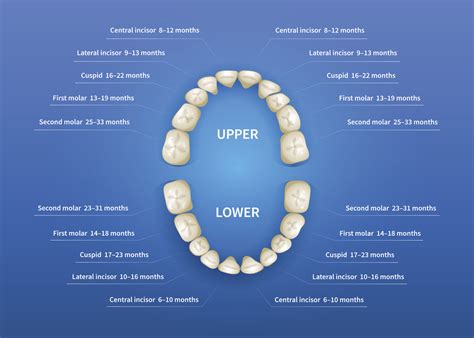 Dental Chart With Tooth Numbers