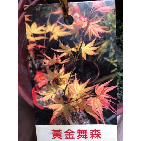 日本楓槭 黃金舞森 5吋多年生季節性落葉喬木 蝦皮購物