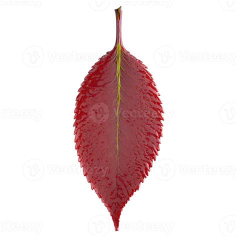 Cherry Leaf Oval Red Leaf With Serrated Edges And A Glossy Texture