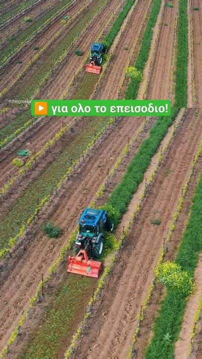 Χλωρή Λίπανση Στο αμπέλι αμπελι Shorts Youtubeshorts Youtube