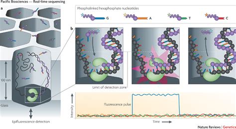 PacBio Sequencing For Human Applications To Be Featured At ASHG Annual Meeting Next Week RNA