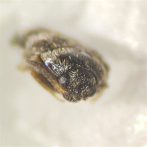 Trogoderma Sternale Bugguide Net