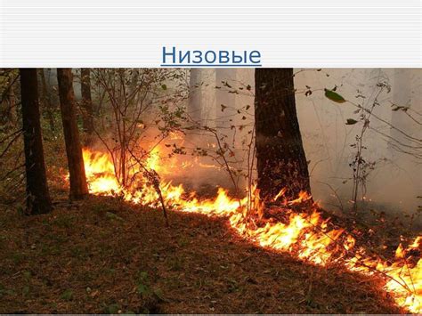 Лесные пожары виды характер пожаров действия населения в зоне пожара способы тушения
