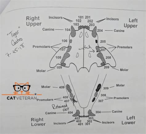 Feline Dental Chart Teeth