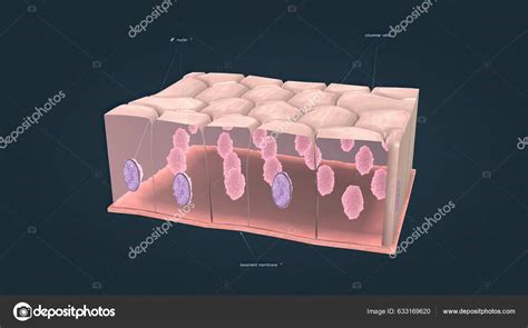 Simple Columnar Epithelium Single Layer Columnar Epithelial Cells Which