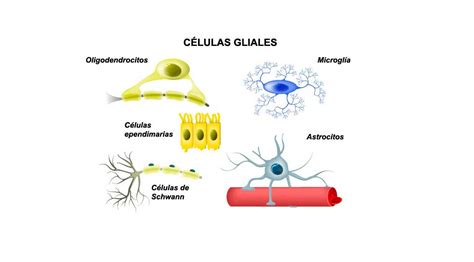 Células gliales del sistema nervioso Tipos y Funciones