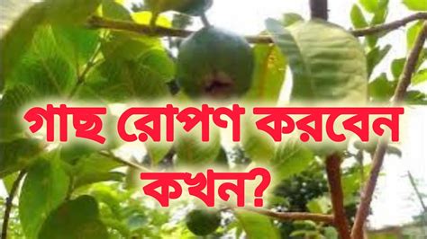 গাছ রোপণ করার সঠিক সময় Gac Ropon Korar Sothik Somoy S M Billal Youtube