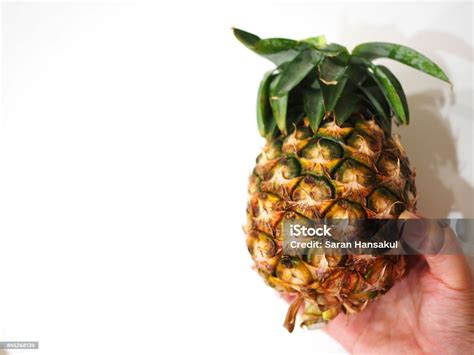 작은 태국 로컬 파인애플 과일 푸 라 전체 절연 배경 흰색 오른손으로 개최 가득 찬에 대한 스톡 사진 및 기타 이미지 가득 찬 공란 과일 Istock