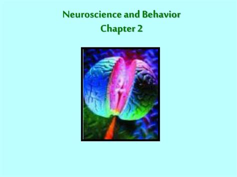 Ppt Neuroscience And Behavior Chapter 2 Powerpoint Presentation Free Download Id 6944365