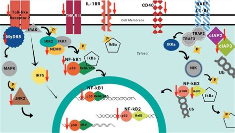 Schematic representation of canonical and non canonical NF κB pathway