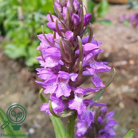 Dactylorhiza Fuchsii Find Haveplanter