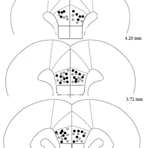 Site Of Microinjection Tips In The Prelimbic Pl Cortex Gray Square Download Scientific