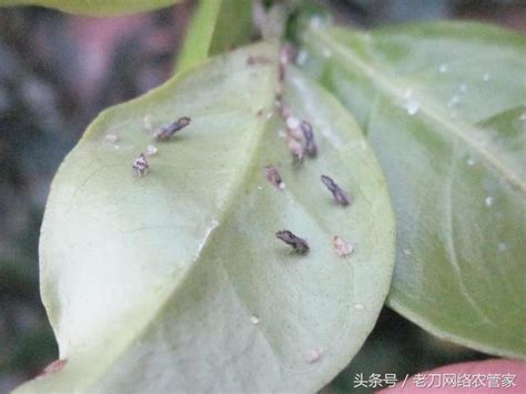 防治枸杞木虱最佳時機在哪裡？看看專家怎麼說 每日頭條
