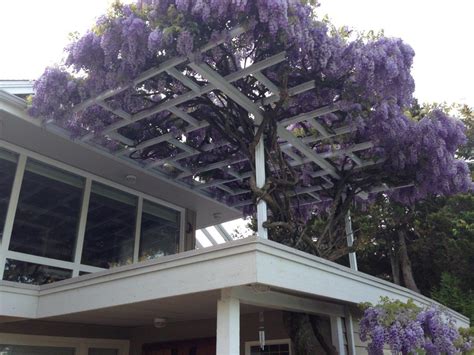 Tree Growing Thru Deck Deck Pros Construction And Railing Inc