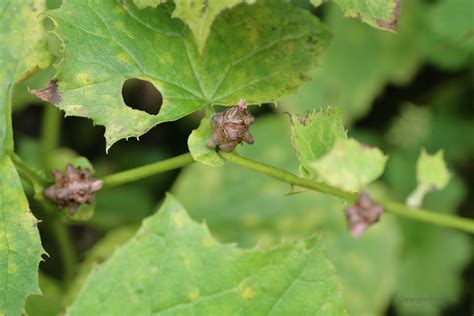 コモチミミコウモリ 子持耳蝙蝠