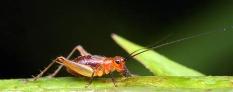 与蟋蟀发声原理相同的昆虫 业百科