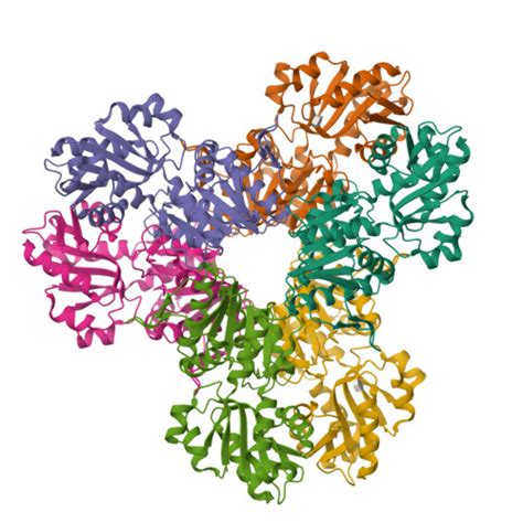 Rcsb Pdb 8yq0 Crystal Structure Of Human Phosphoribosyl Pyrophosphate Synthetase 1 Prps1