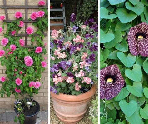 Цветен водопад тези 15 разкошни пълзящи цветя ще направят дома ви земен рай Гледат се лесно