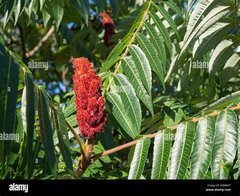 Staghorn Sumac Fruit Uses At Alan Burke Blog