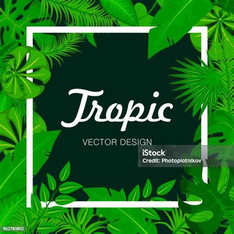 텍스트 흰색 프레임 트로픽 녹색 잎 배경 여름 카드입니다 이국적인 정글 식물 종 려 잎입니다 벡터 일러스트 레이 션 0명에 대한 스톡 벡터 아트 및 기타 이미지 Istock
