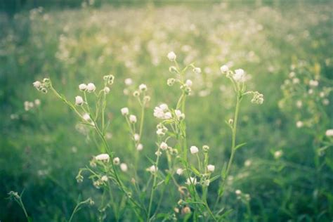 梦见遍地鲜花 周公解梦