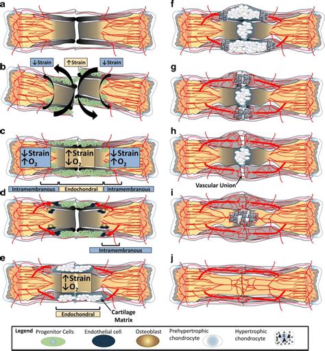 Sex Based Difference In Bone Healing A Review Of Recent Pre Clinical Literature Abstract
