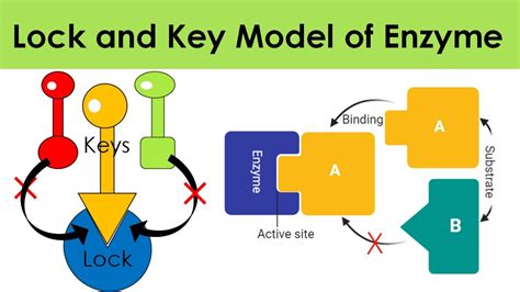 Diagram Of Lock And Key Model Of Enzyme Action What Is The L