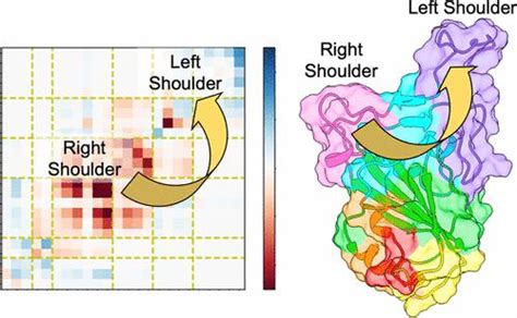 通过分子动力学模拟和蛋白质残基网络揭示 3 类单克隆抗体介导的 Sars Cov 2 刺突蛋白受体结合域内的变构信号 Acs Omega X Mol