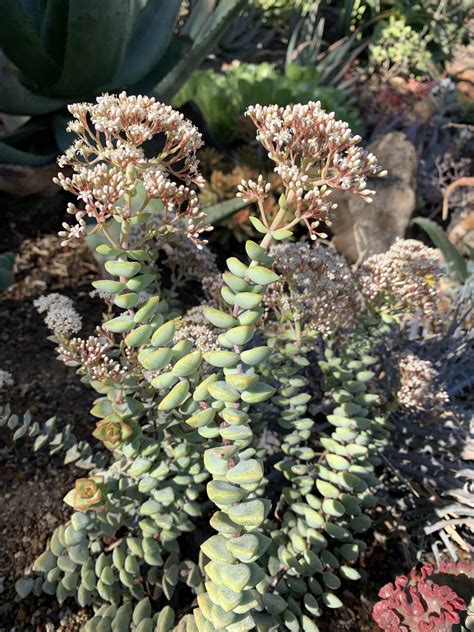 Crassula Rupestris The Ruth Bancroft Garden And Nursery