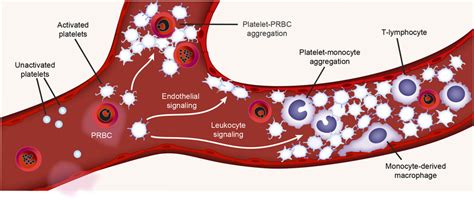 Malaria Vs Platelets