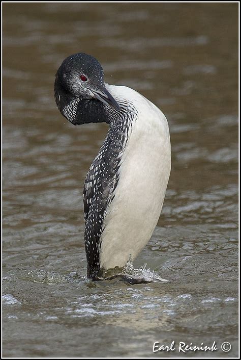 Common Loon Courting Posture