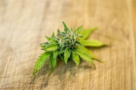 叶子 自然 植物群 Pixabay上的免费照片 Pixabay