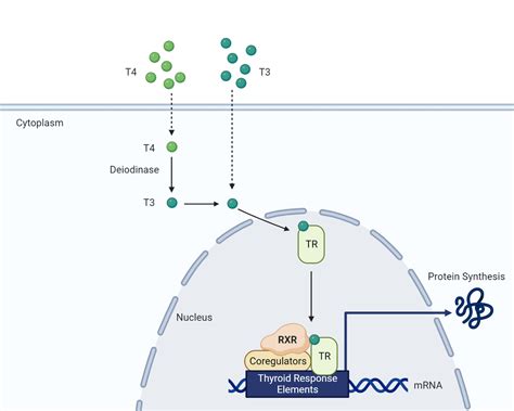 Thyroid Physiology My Endo Consult