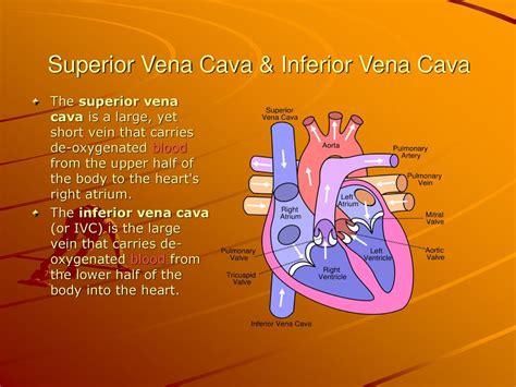 The Function Of A Heart By Craig Leung Ppt Download