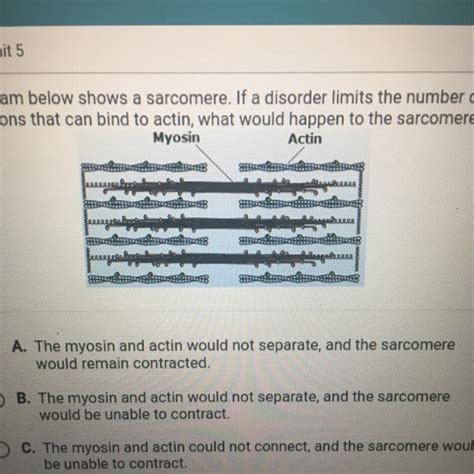 Sarcomere Diagram Myosin Actin