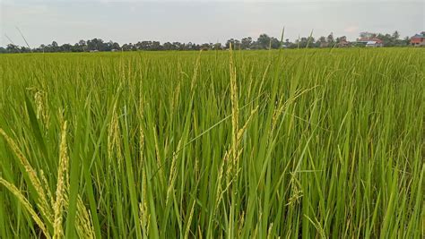 Pvn News នៅថ្ងៃទី២២ ខែតុលា ឆ្នាំ២០២៥ លោក ម៉ក់ ហឺន Facebook