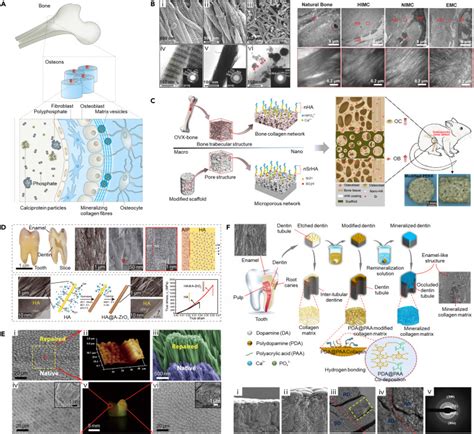 Biomimetic Design Strategies For Biomedical Applications Matter