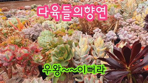 다육들의향연아도데스묵둥이아메치스이미인구미리블루엘프무지개비욘세금흑법사철화젠틀리자금둥근잎토오즈🌼🌸23213