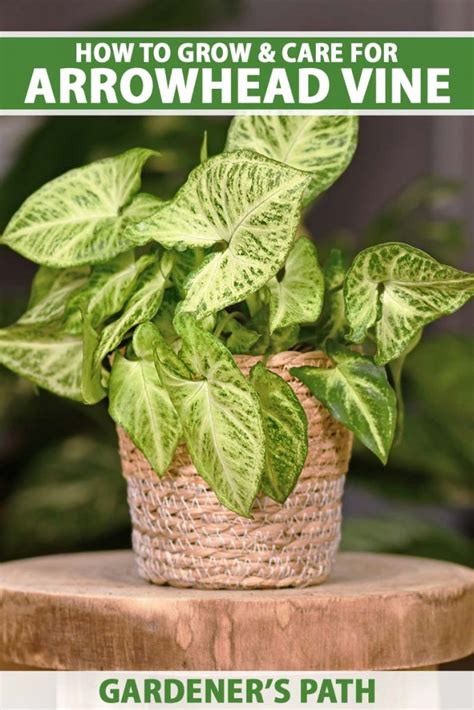 How To Grow And Care For Arrowhead Vine Gardeners Path
